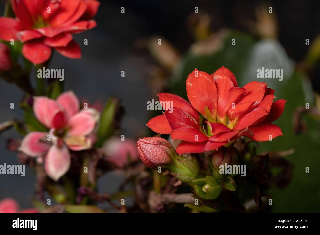 Flaming Katy Red Flower of the species Kalanchoe blossfeldiana Stock ...