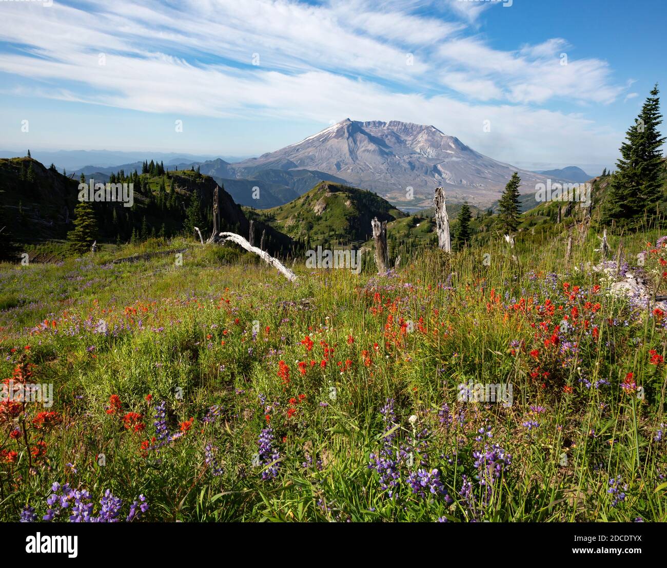 WA18341-00...WASHINGTON - Wildflower covered meadows and new trees ...