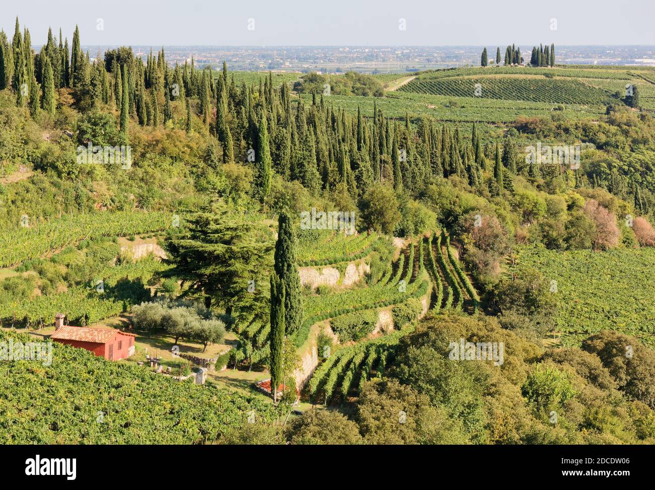 Hilly landscape in the world-famous wine region of Soave, Italy Stock ...