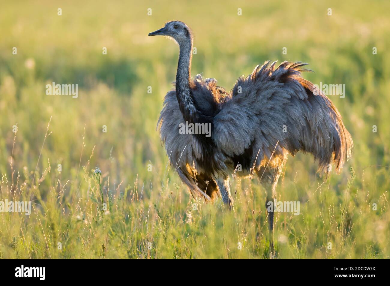 Greater Rhea, (Rhea Americana) in Pampas plain environment, La Pampa ...