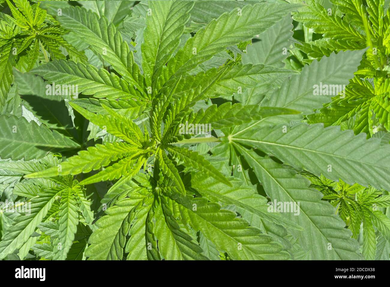 Marijuana leaves hi-res stock photography and images - Alamy
