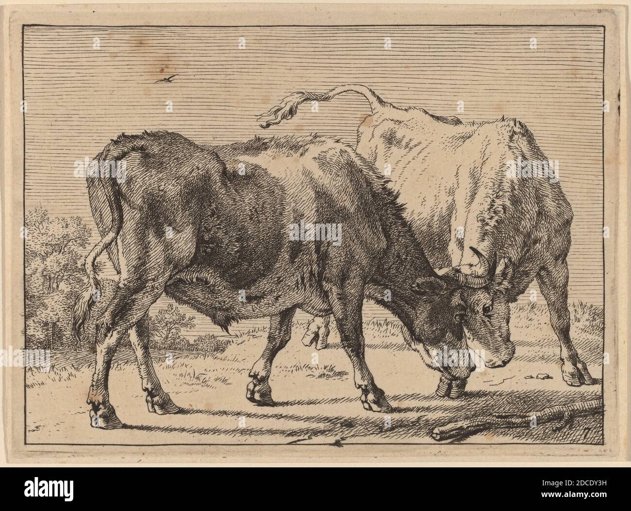Paulus Potter, (artist), Dutch, 1625 - 1654, Two Oxen Fighting, Various ...