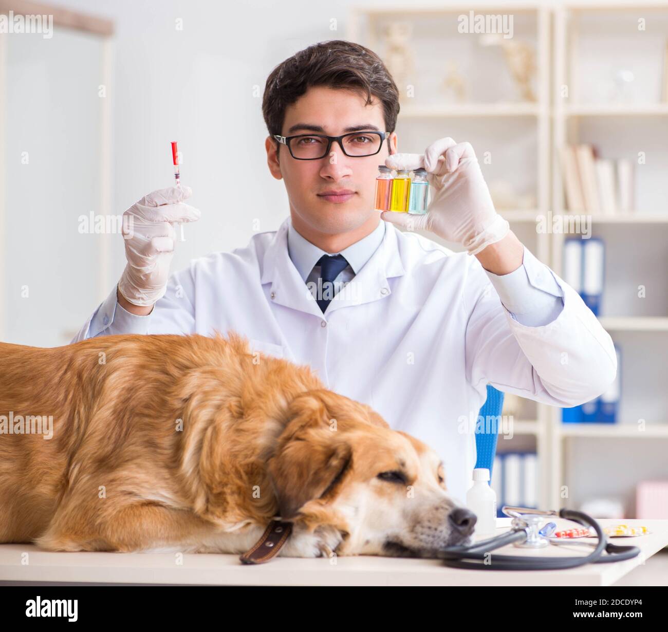 The doctor examining golden retriever dog in vet clinic Stock Photo - Alamy