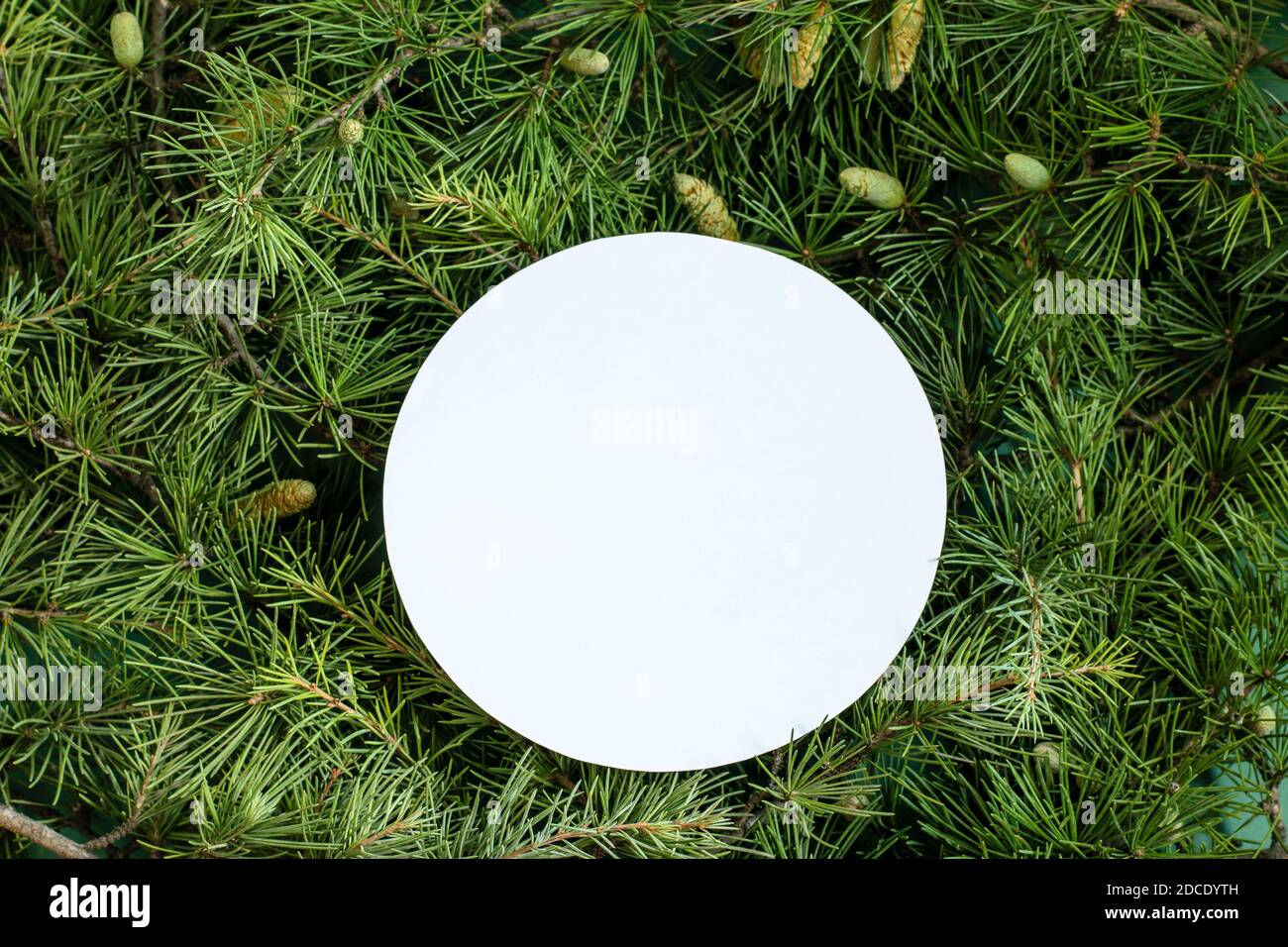 Christmas tree background with white blank in the center. Base greeting ...
