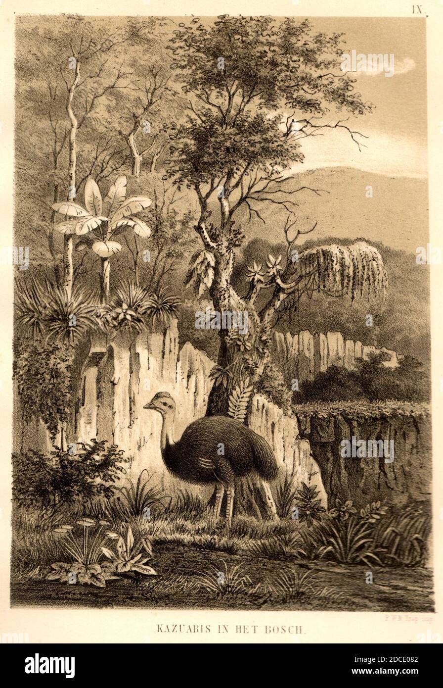 Kasuar hi-res stock photography and images - Alamy