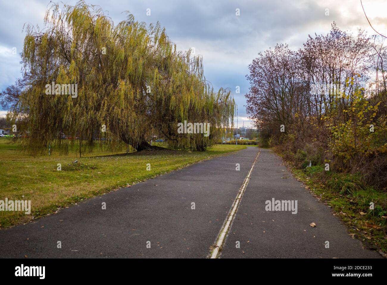 The path through the park, on the left side stands a huge willow, the ...