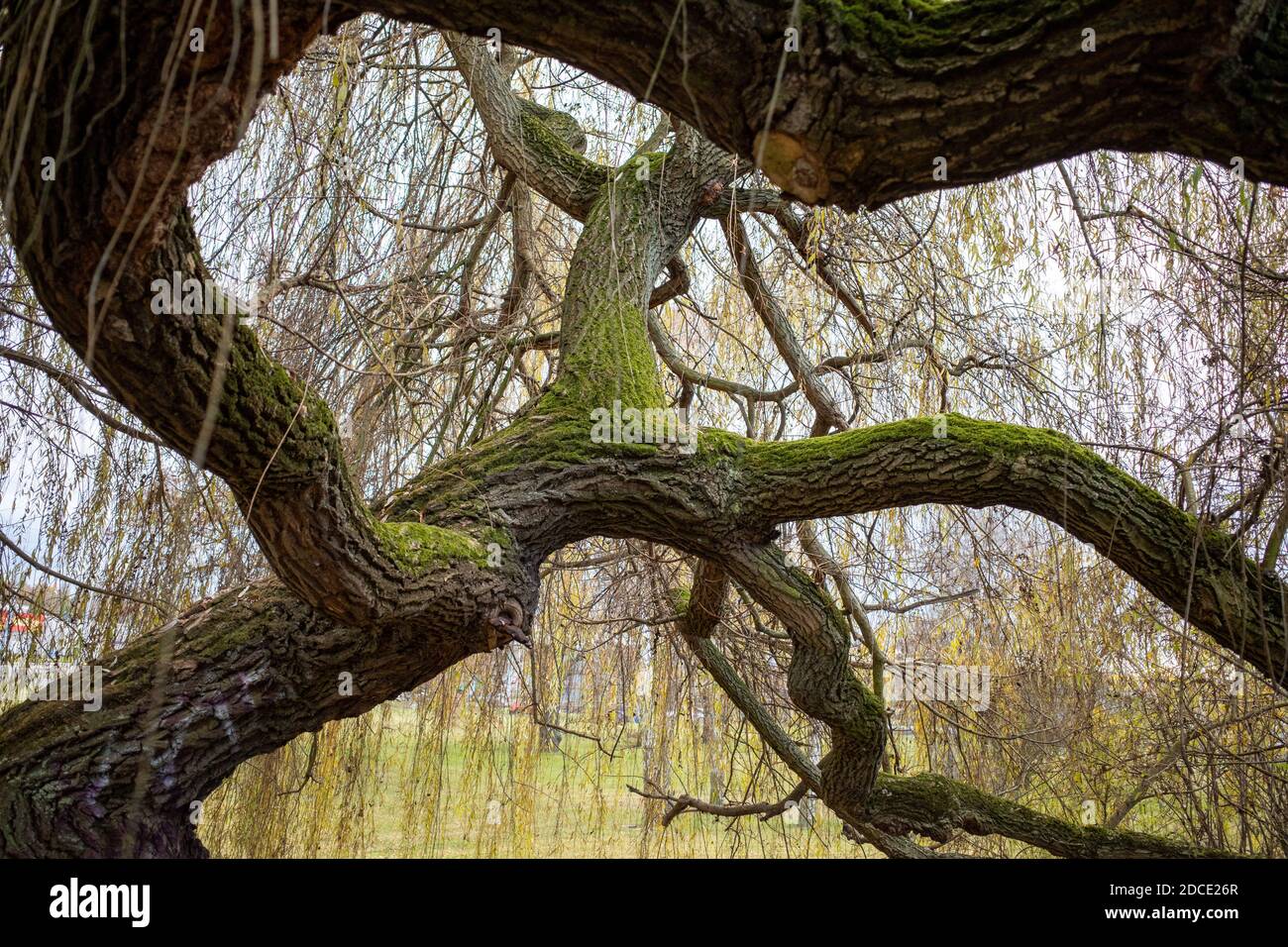 A willow trunk that is twisted. Covered in moss Stock Photo - Alamy