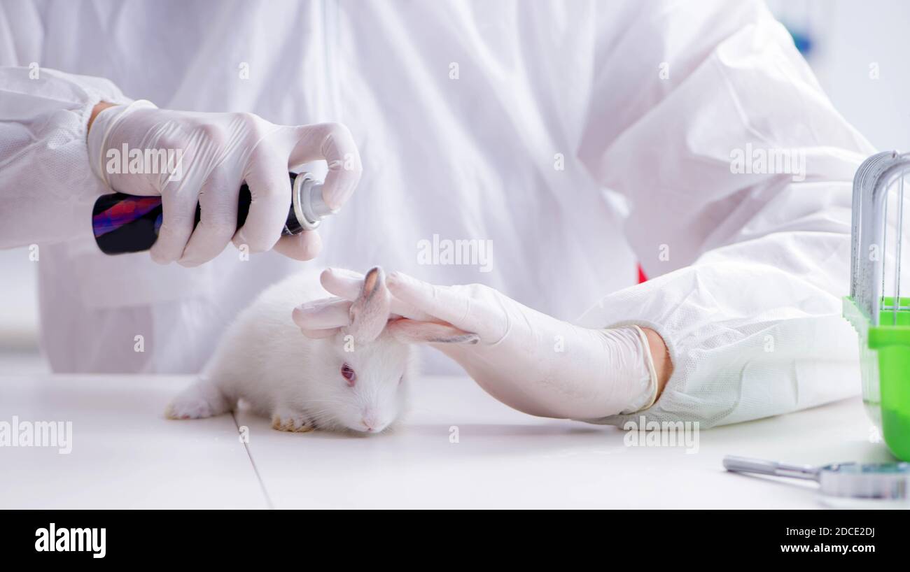 The scientist doing animal experiment in lab with rabbit Stock Photo ...