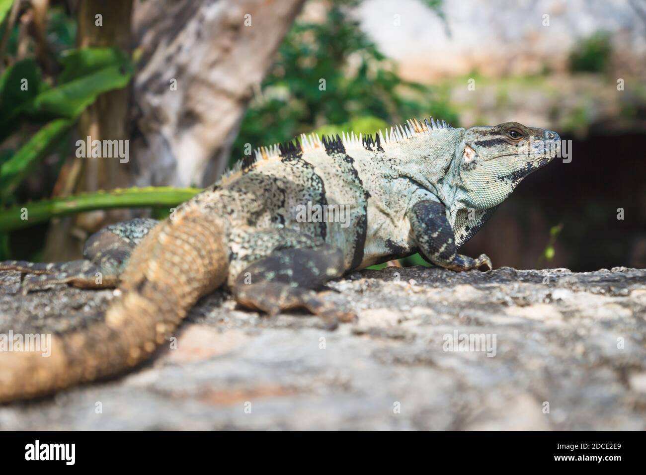 Turquoise iguana lizard with focus on head and spikes in jungle ...