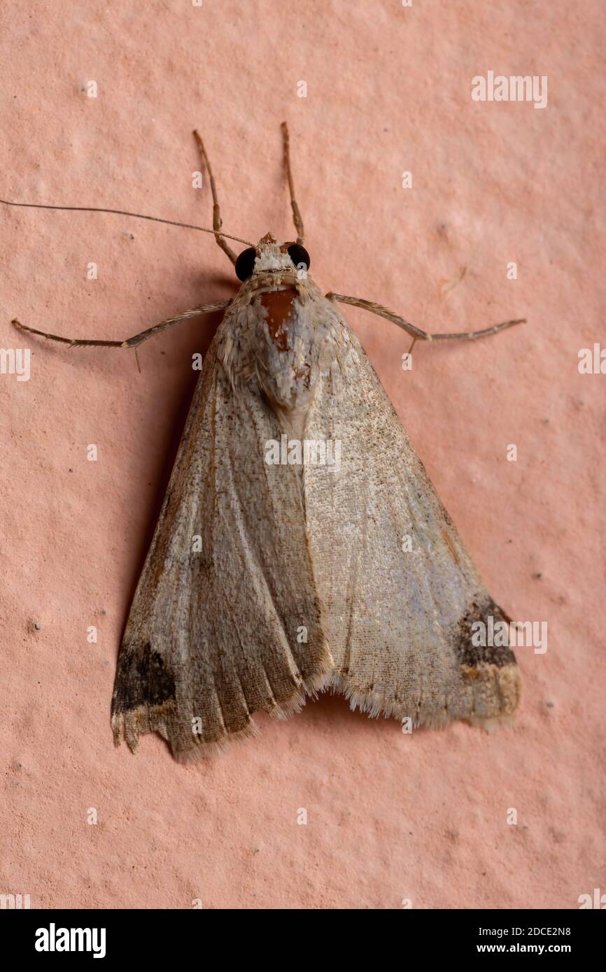 Owlet butterfly hi-res stock photography and images - Alamy
