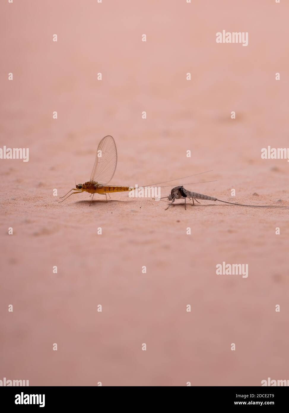 Female Small Mayfly of the genus Genus Baetis leaving exoskeleton Stock ...