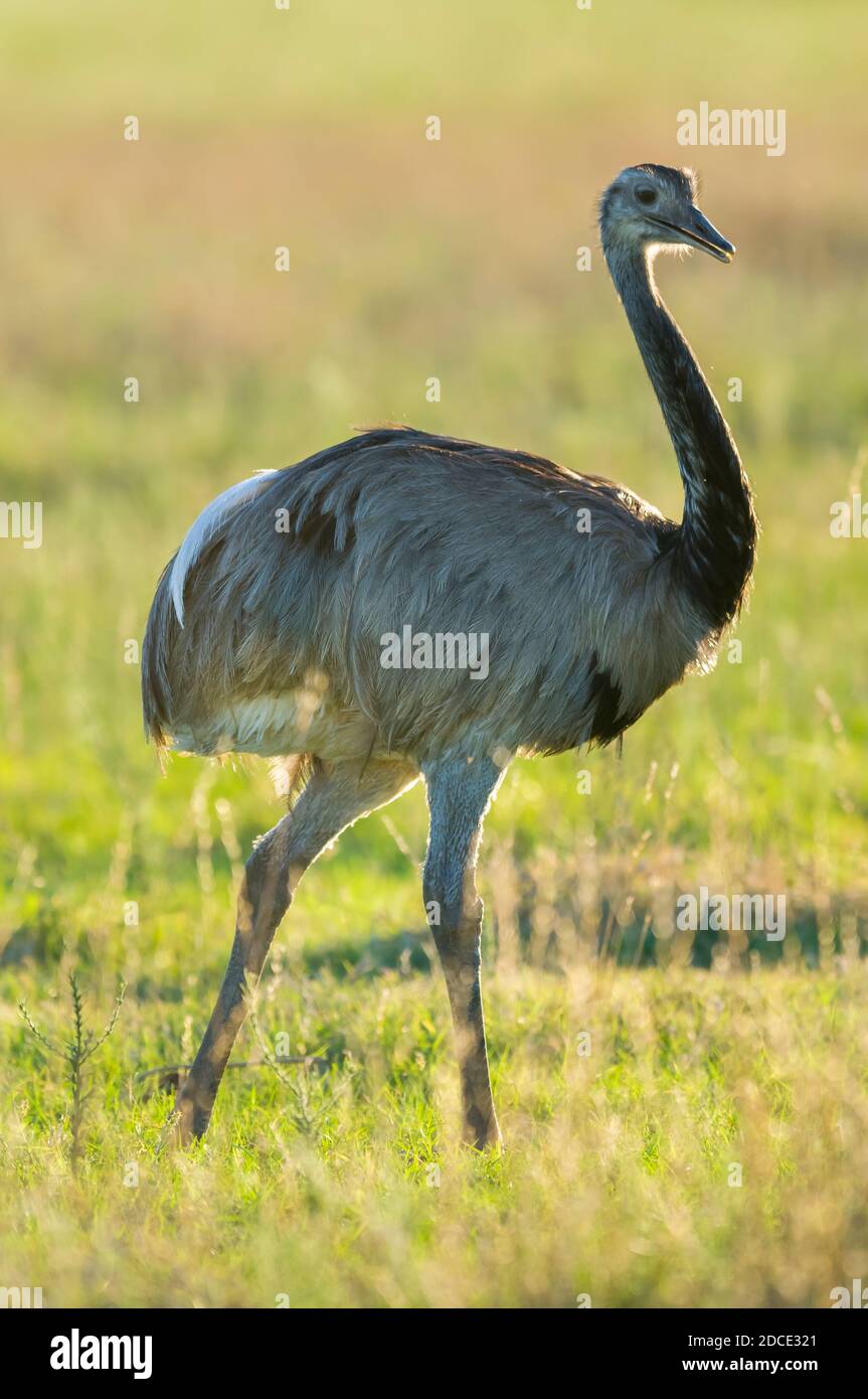 Greater Rhea, (Rhea Americana) in Pampas plain environment, La Pampa ...