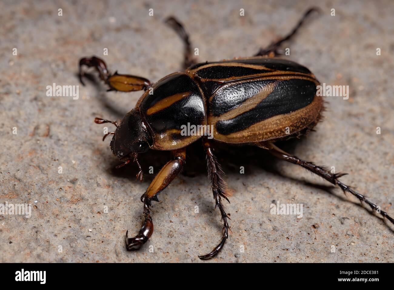 Adult Masked Chafer of the Genus Cyclocephala Stock Photo - Alamy