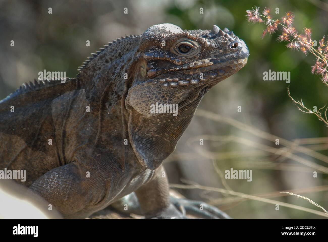 A rhinoceros iguana (Cyclura cornuta) a threatened rock iguana species ...