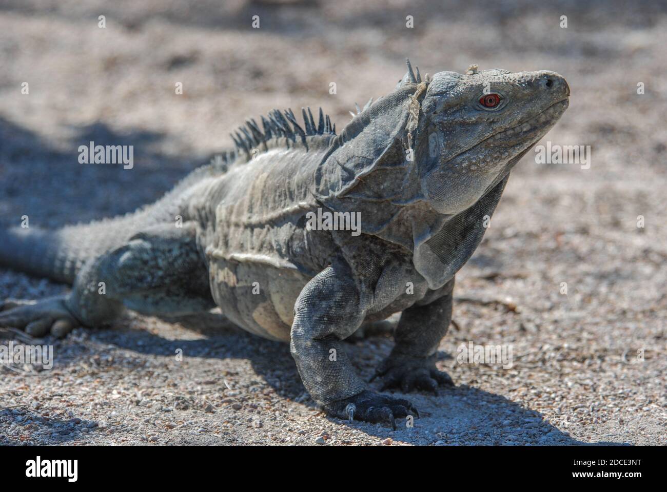 A male ricords iguana (Cyclura ricordii) a endangered reptile species ...