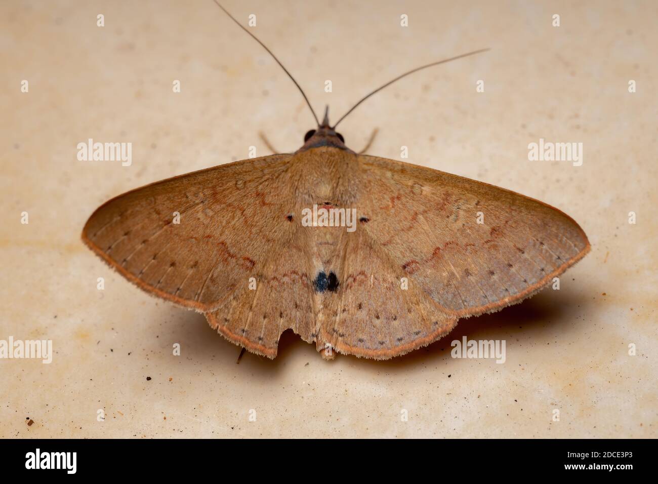 Brazilian moths hi-res stock photography and images - Alamy
