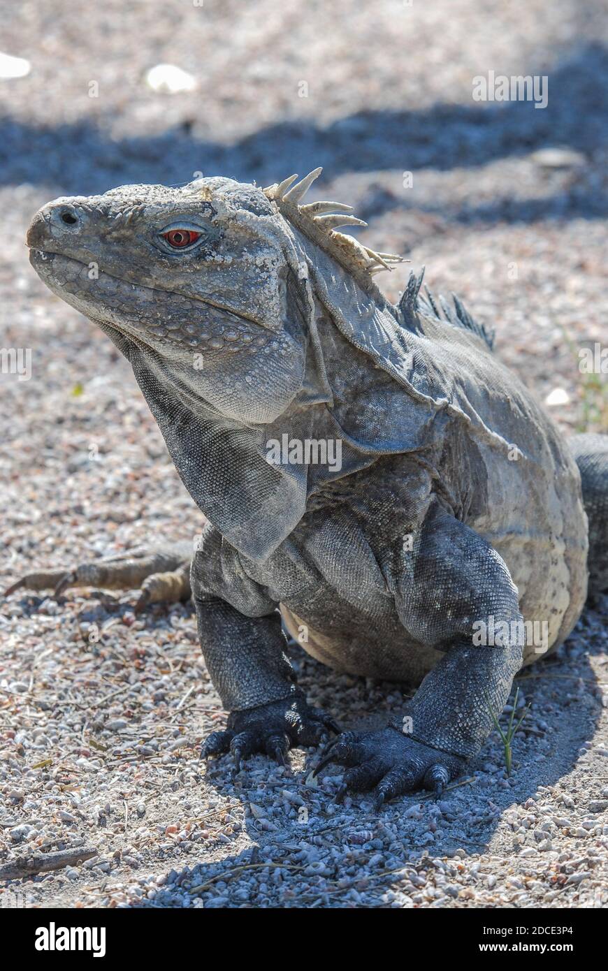 A male ricords iguana (Cyclura ricordii) a endangered reptile species ...
