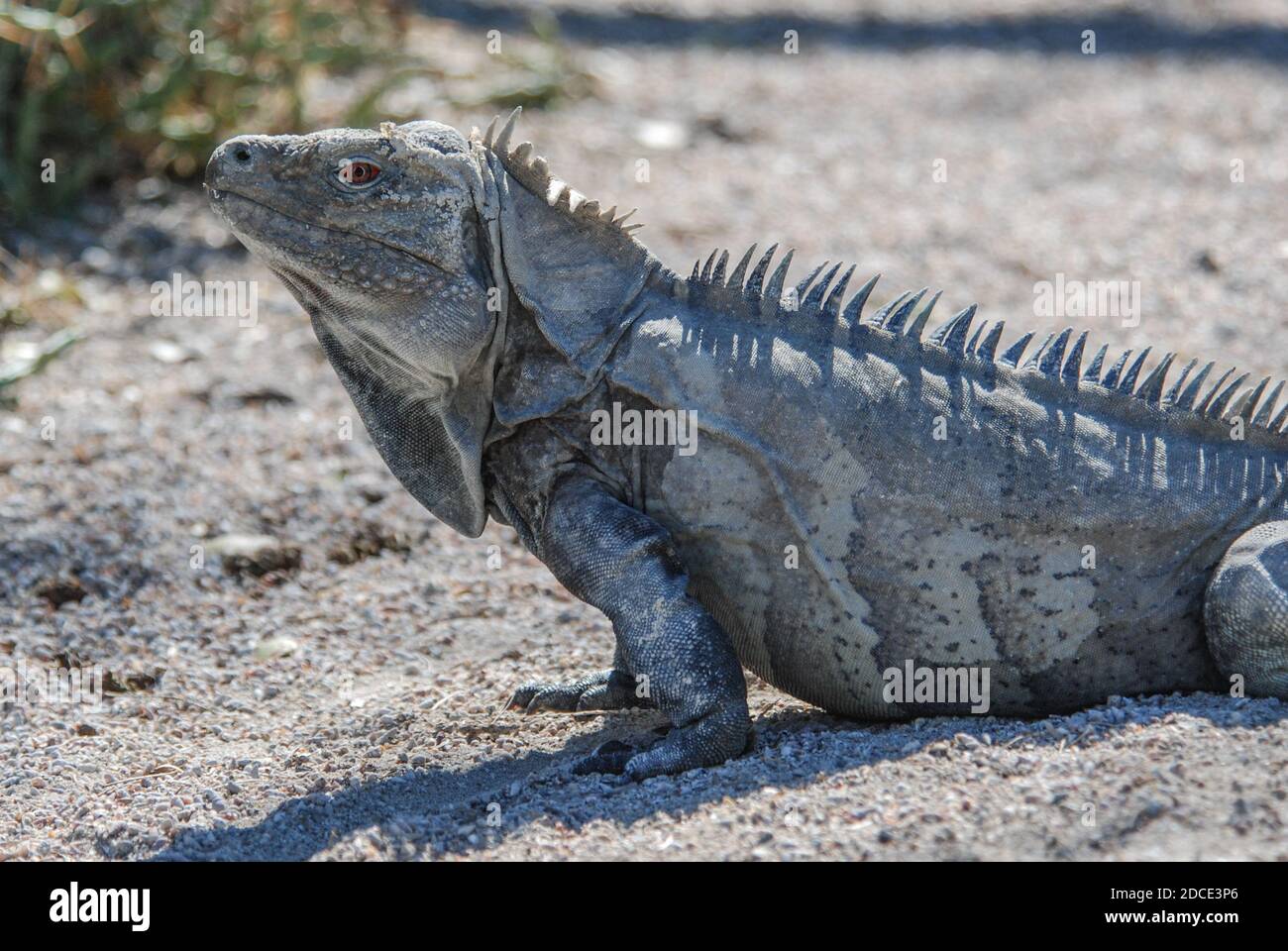 A male ricords iguana (Cyclura ricordii) a endangered reptile species ...