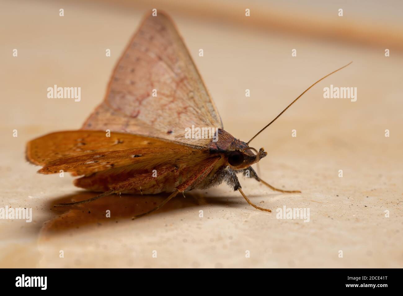 Brazilian moths hi-res stock photography and images - Alamy