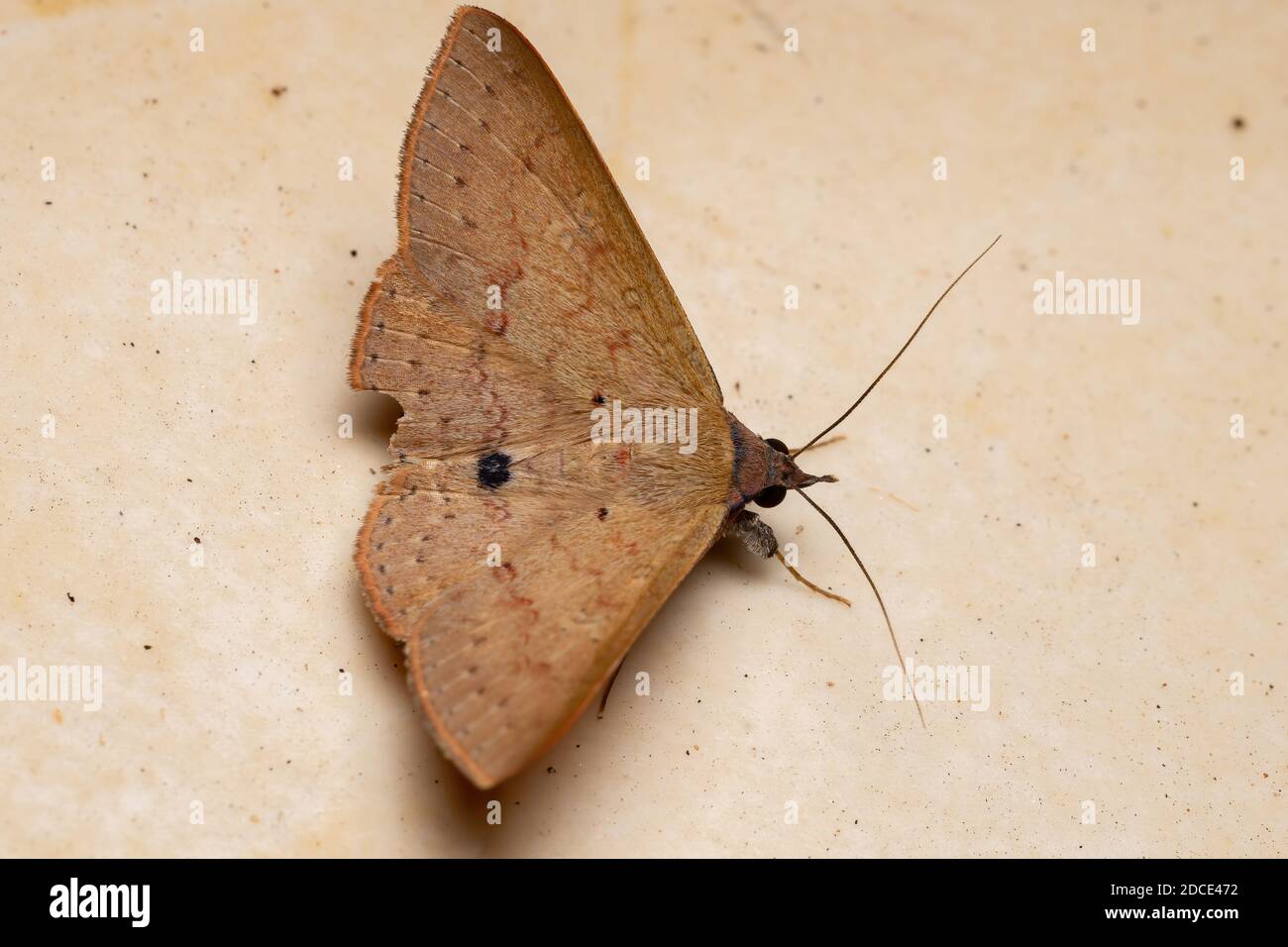 Brazilian moths hi-res stock photography and images - Alamy