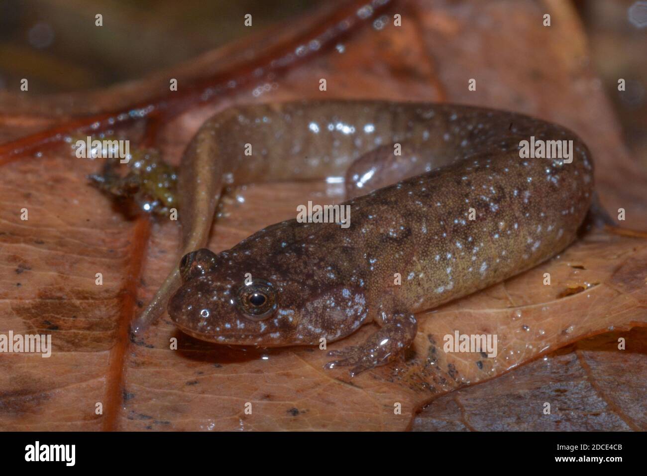 A dusky salamander (Desmognathus) from Great Smoky Mountains National ...