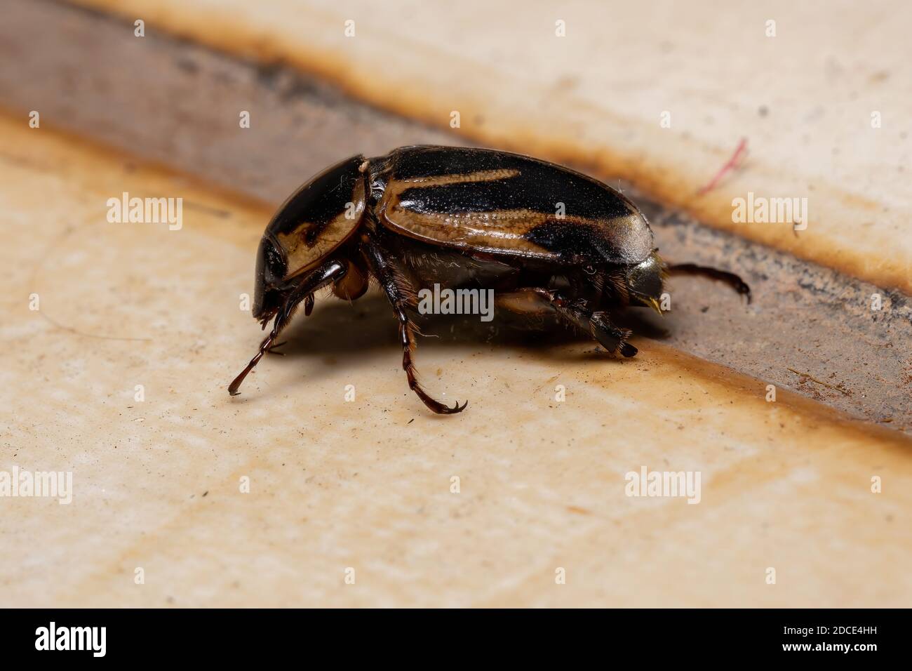 Adult Masked Chafer of the Genus Cyclocephala Stock Photo - Alamy