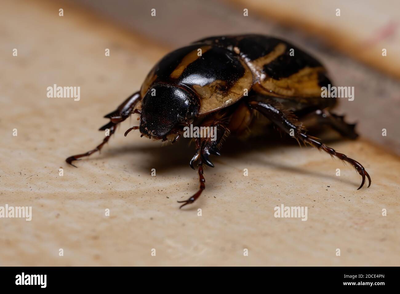 Adult Masked Chafer of the Genus Cyclocephala Stock Photo - Alamy