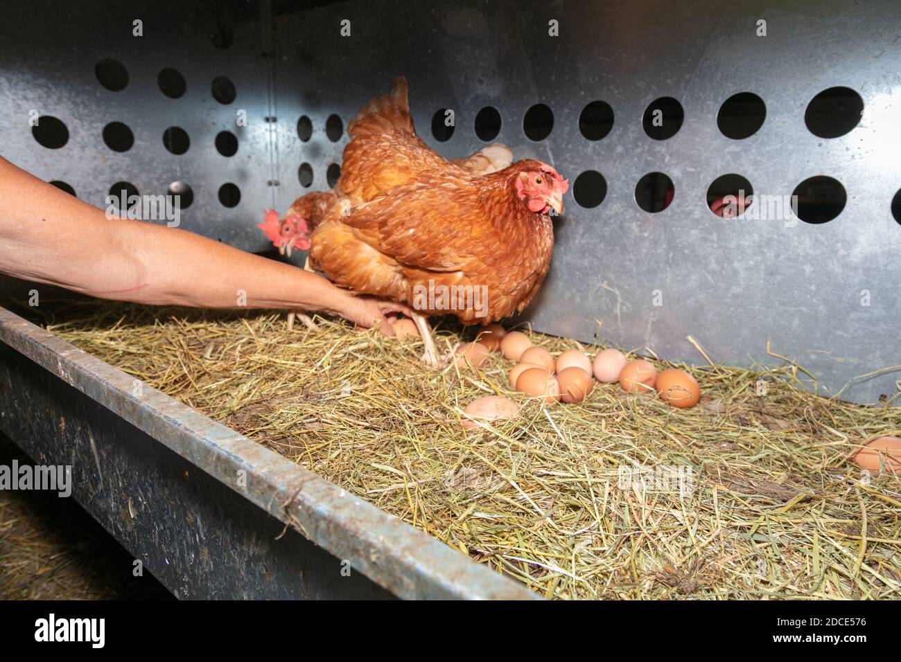 Hand picking of eggs in a free-range laying hen farm Stock Photo - Alamy