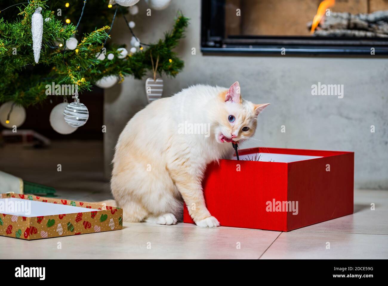 Ragdoll cat opened the gift box and playing and biting its toy Stock ...