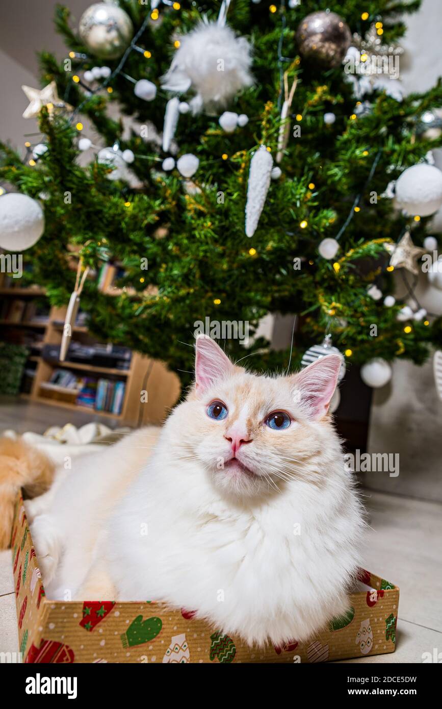 Ragdoll with blue eyes lying on the cover of the christmas gift under ...