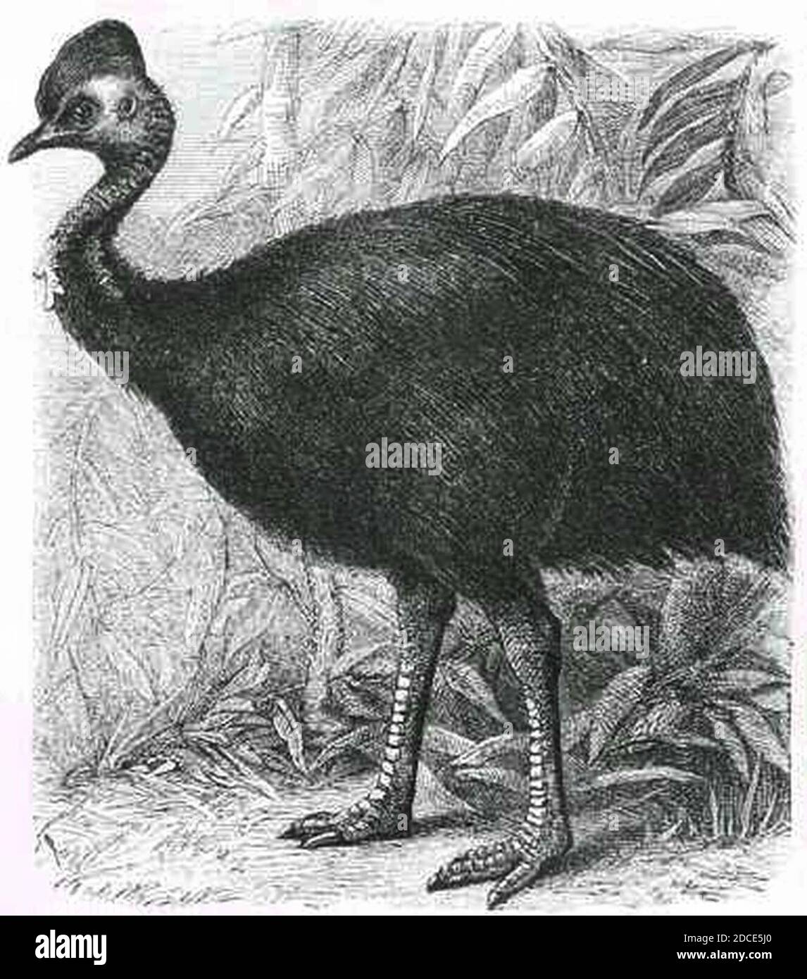 Kazuar hi-res stock photography and images - Alamy