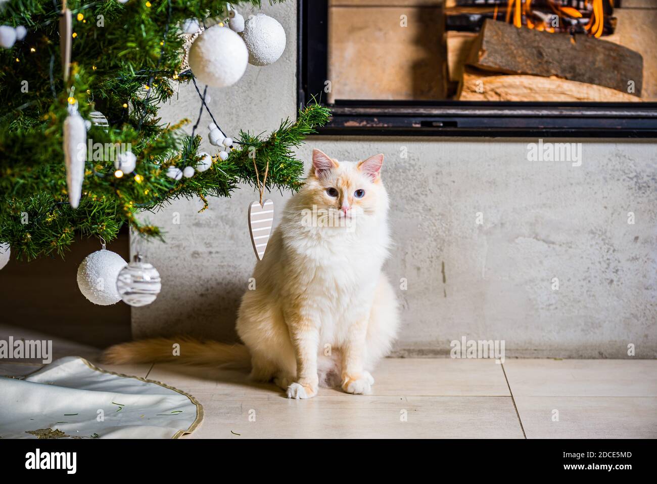 Fluffy ragdoll tomcat sitting under Christmas tree by the fireplace ...