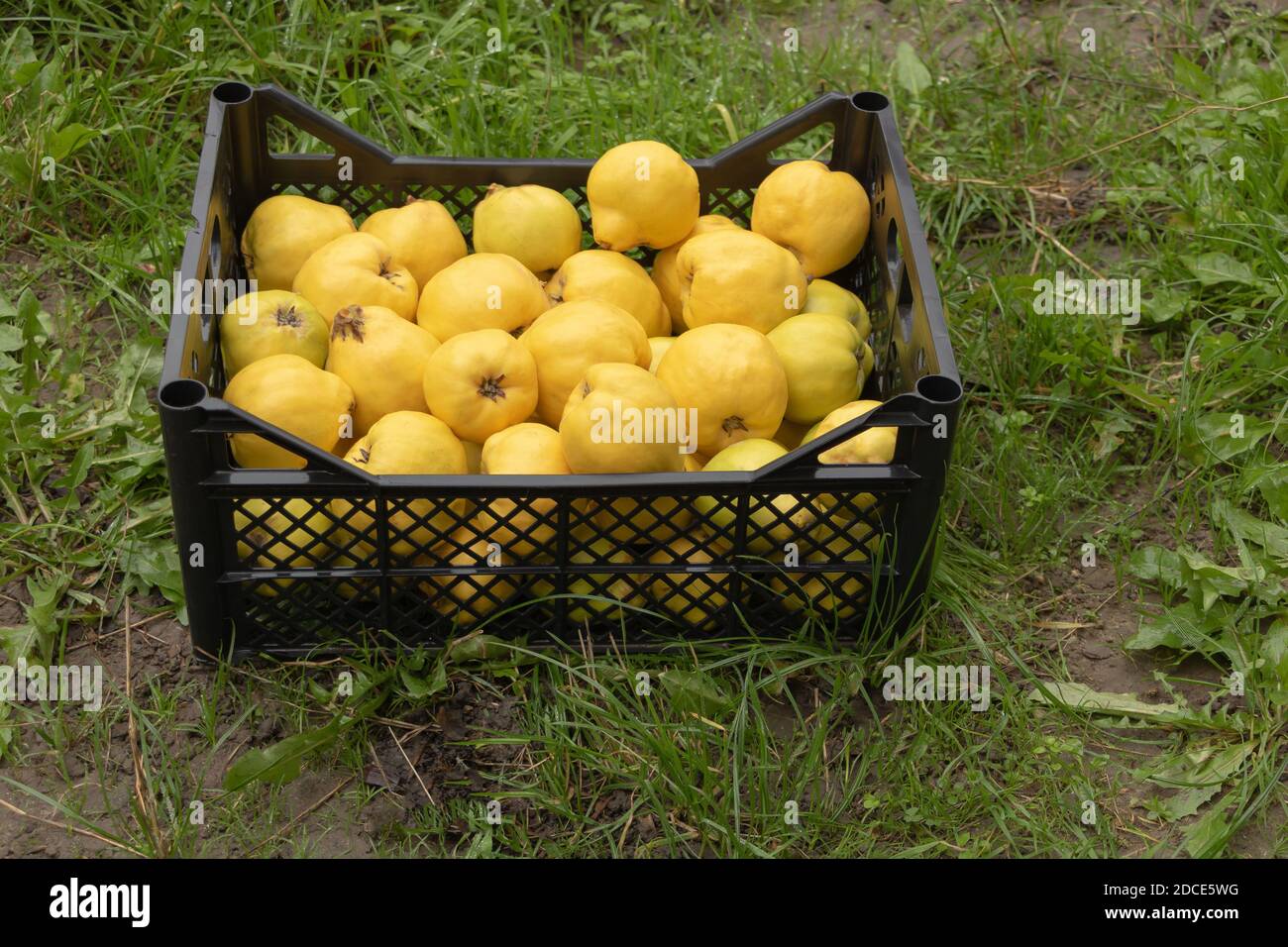 A plastic box of fresh and fragrant quince in the grass. Benefits of ...