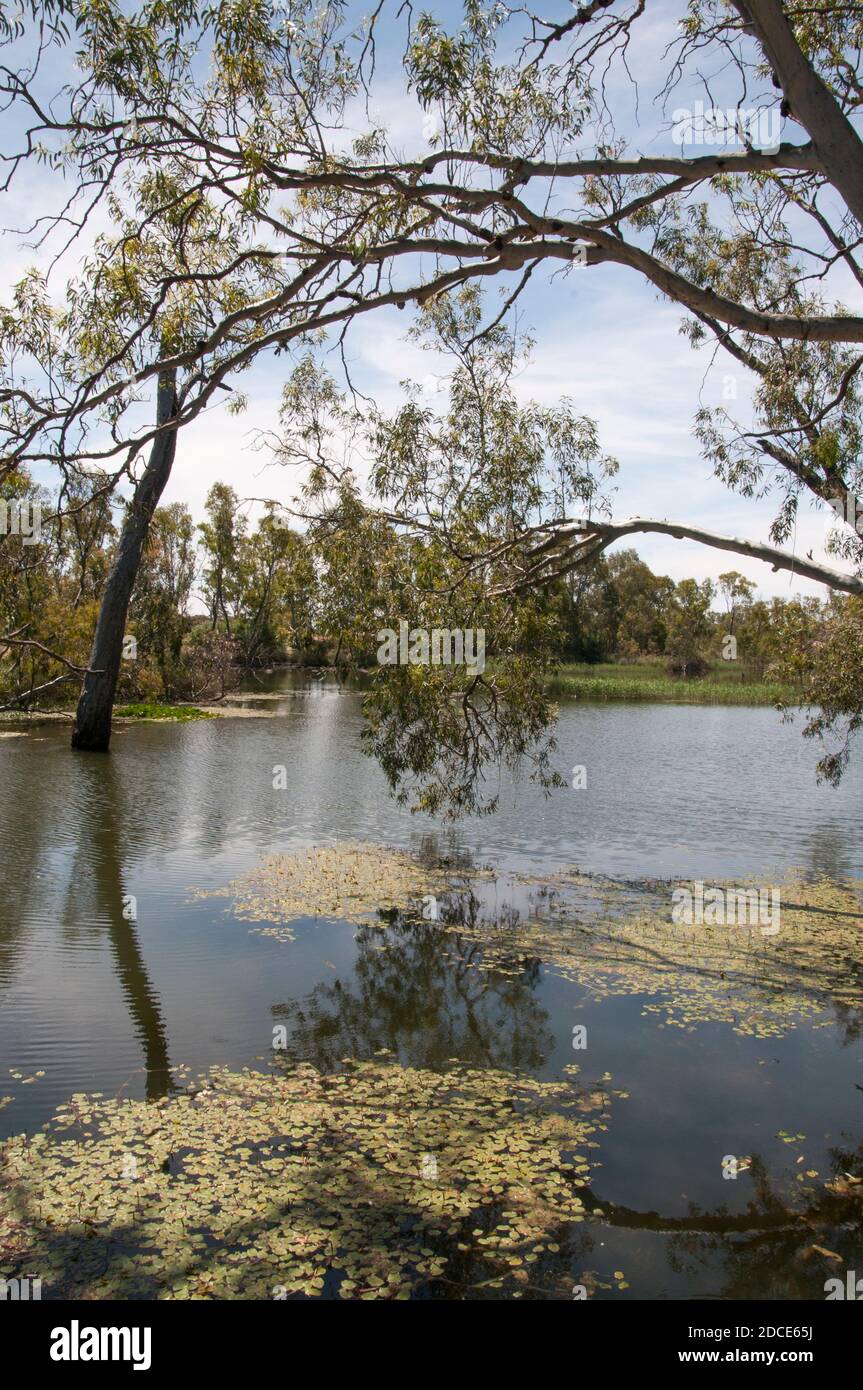 Bridgewater Swimming Hole at Bridgewater on Loddon, central Victoria ...