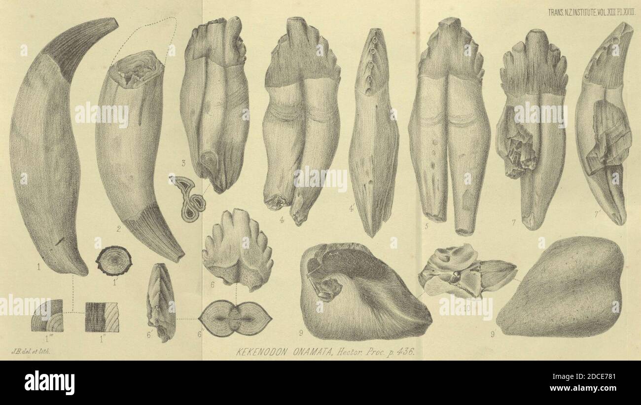 Kekenodon onamata hi-res stock photography and images - Alamy