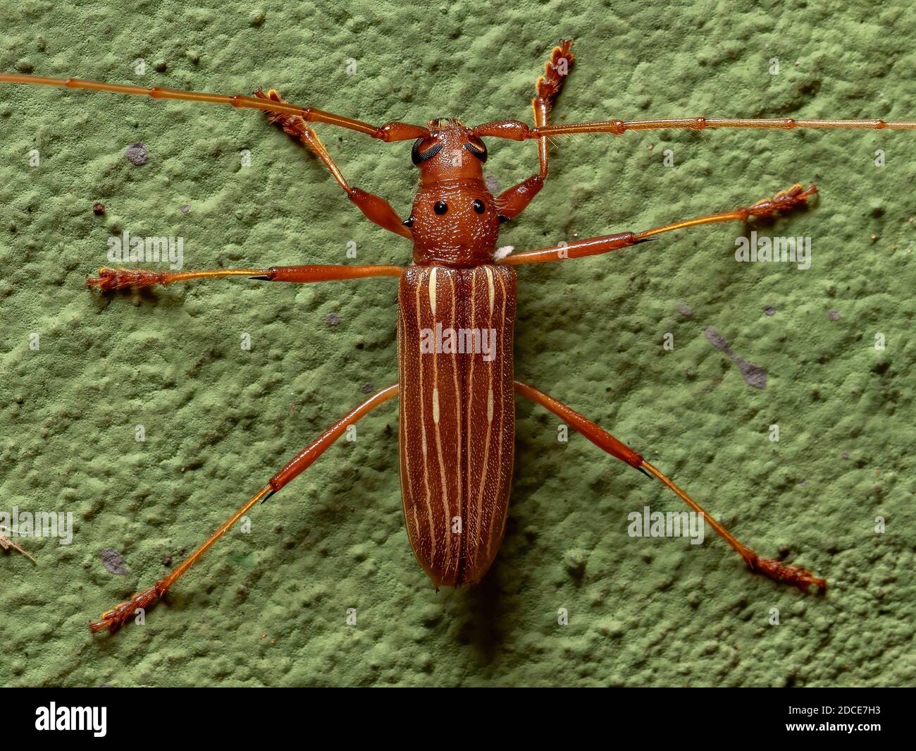 Cucujiform beetle hi-res stock photography and images - Alamy