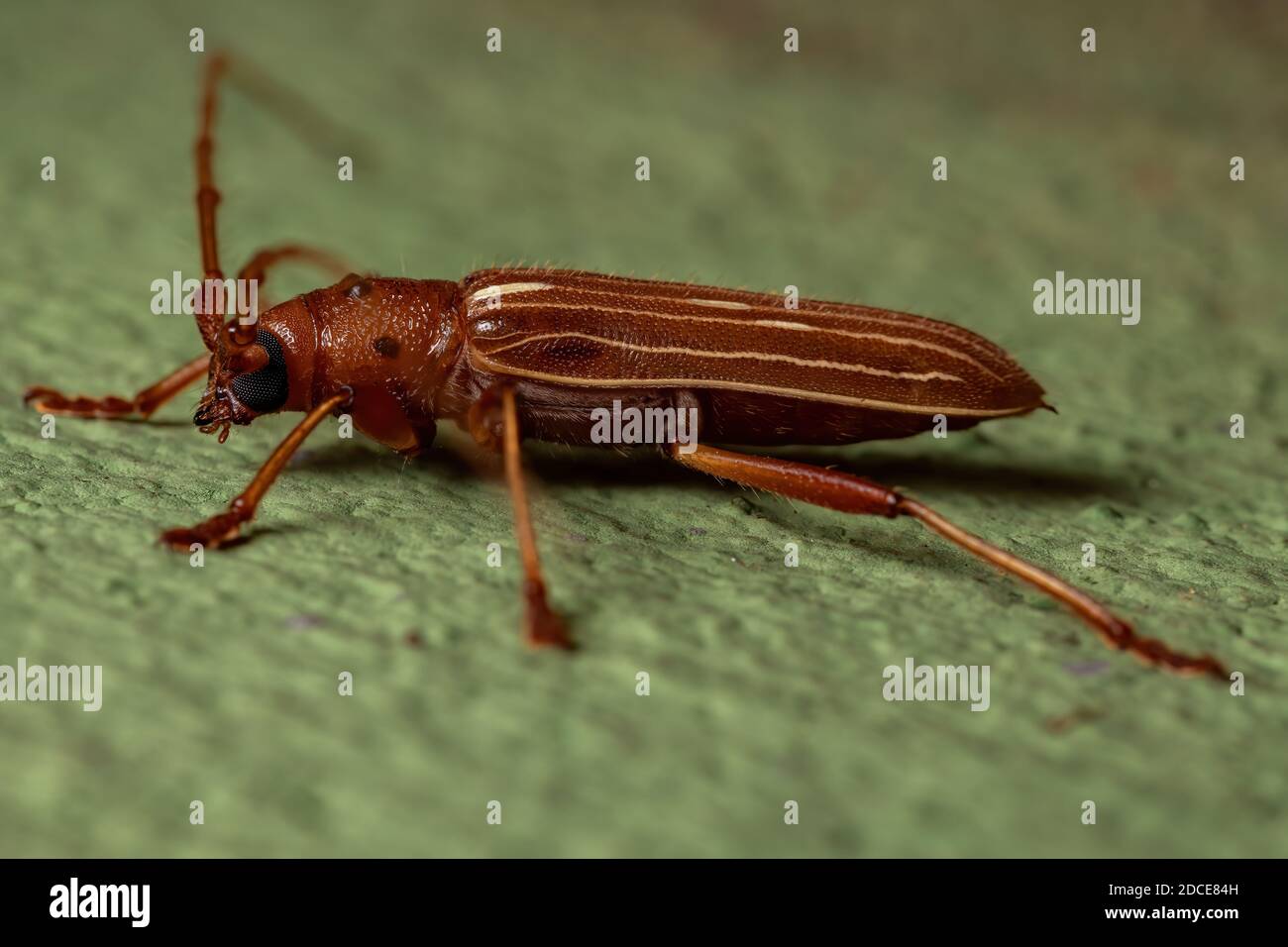 Cucujiform beetle hi-res stock photography and images - Alamy