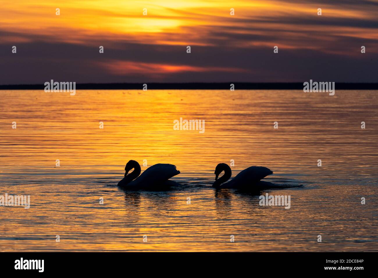 Two swans in the sunset Stock Photo - Alamy