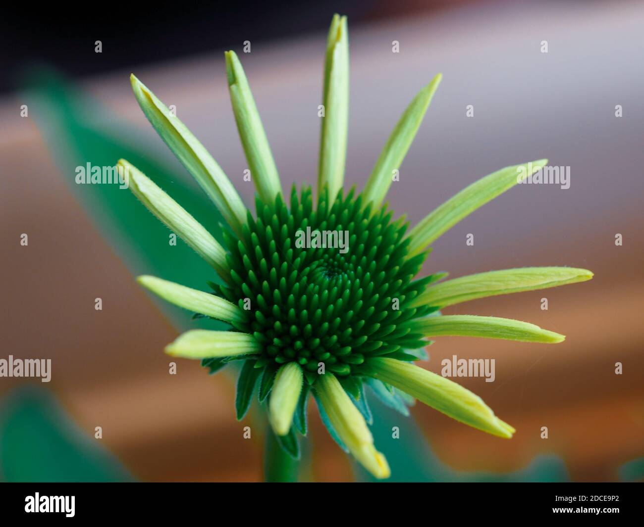 The spiky pointy petals of a yet to completely open Yellow Echinacea or ...