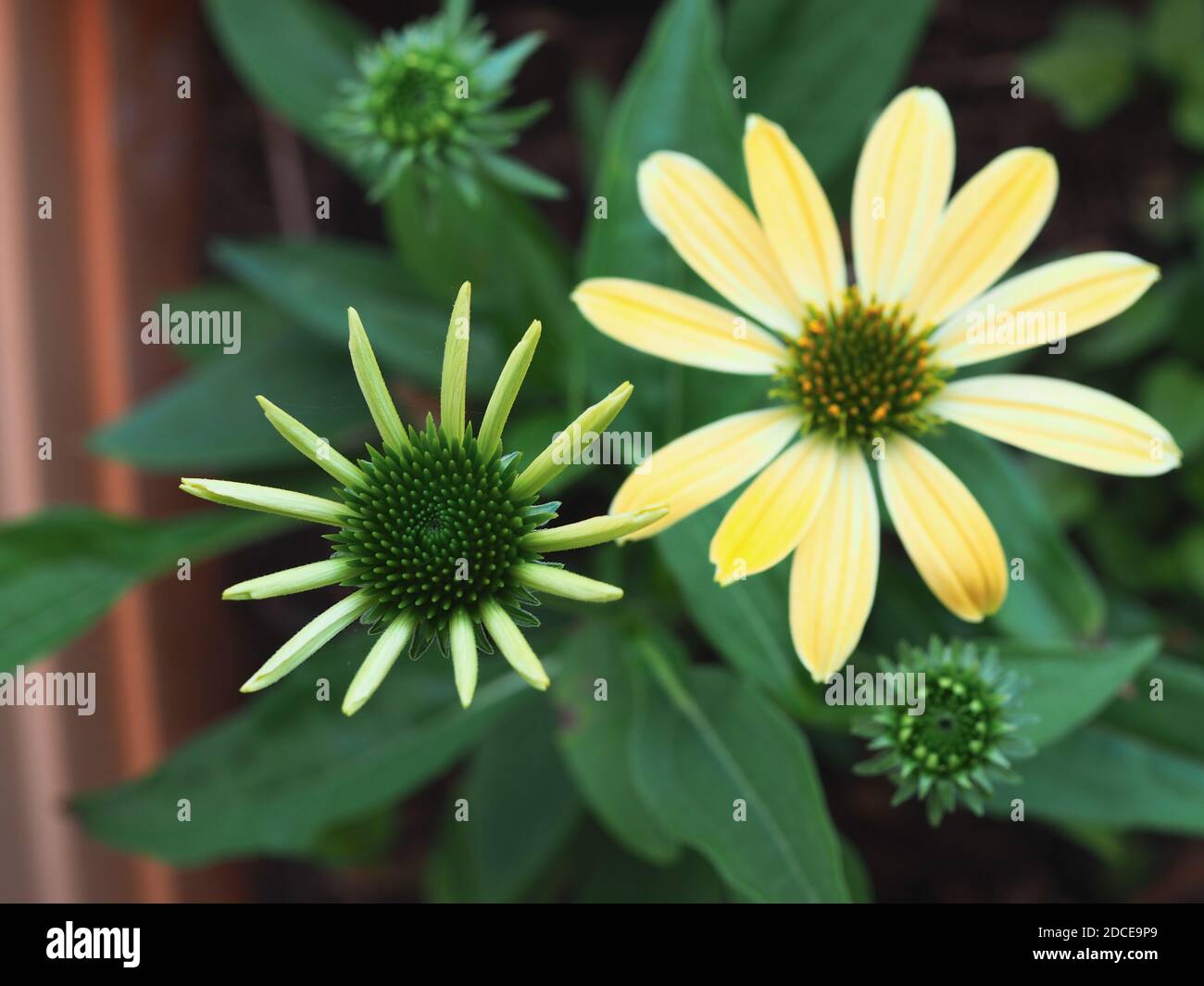 Yellow Echinacea or Cone Flowers opening and buds ready to bloom in the ...