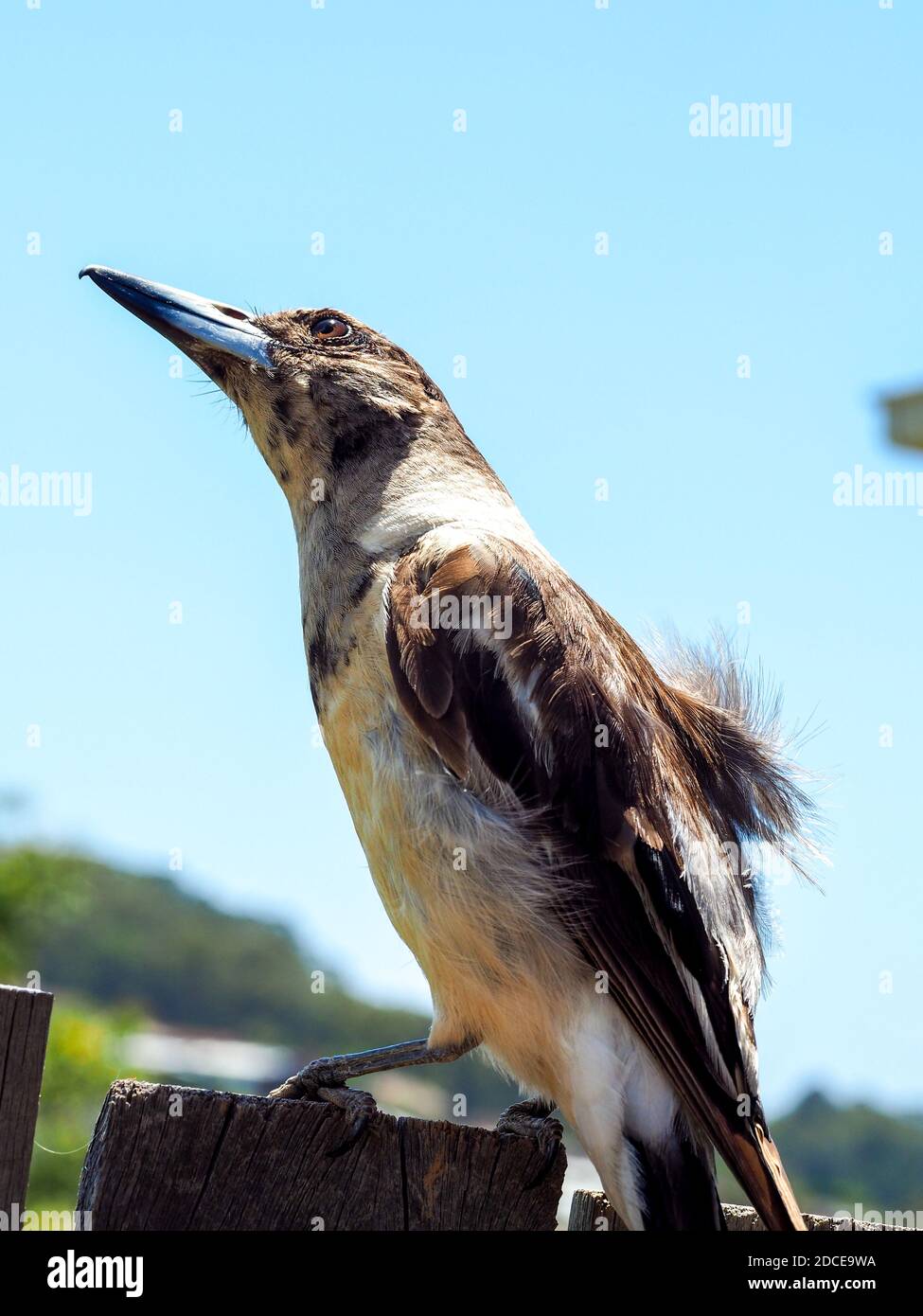 Birds, portrait of a juvenile Australian Pied Butcherbird Sitting ...