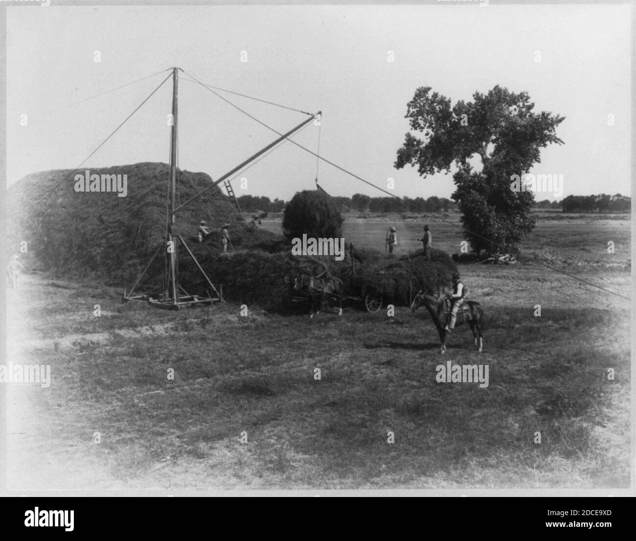 Stacking alfalfa Black and White Stock Photos & Images - Alamy