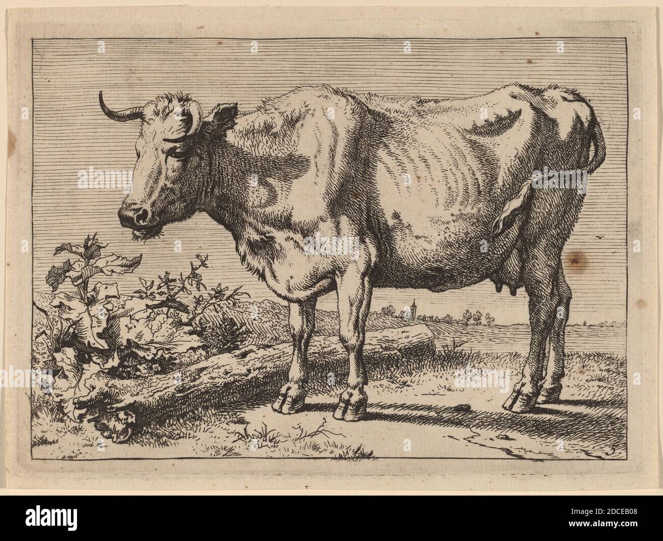 Paulus Potter, (artist), Dutch, 1625 - 1654, Standing Cow (Cow with a ...