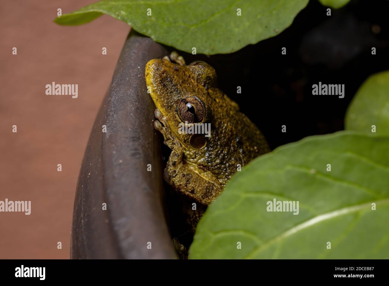 Fuscous blotched snouted tree frog hi-res stock photography and images ...