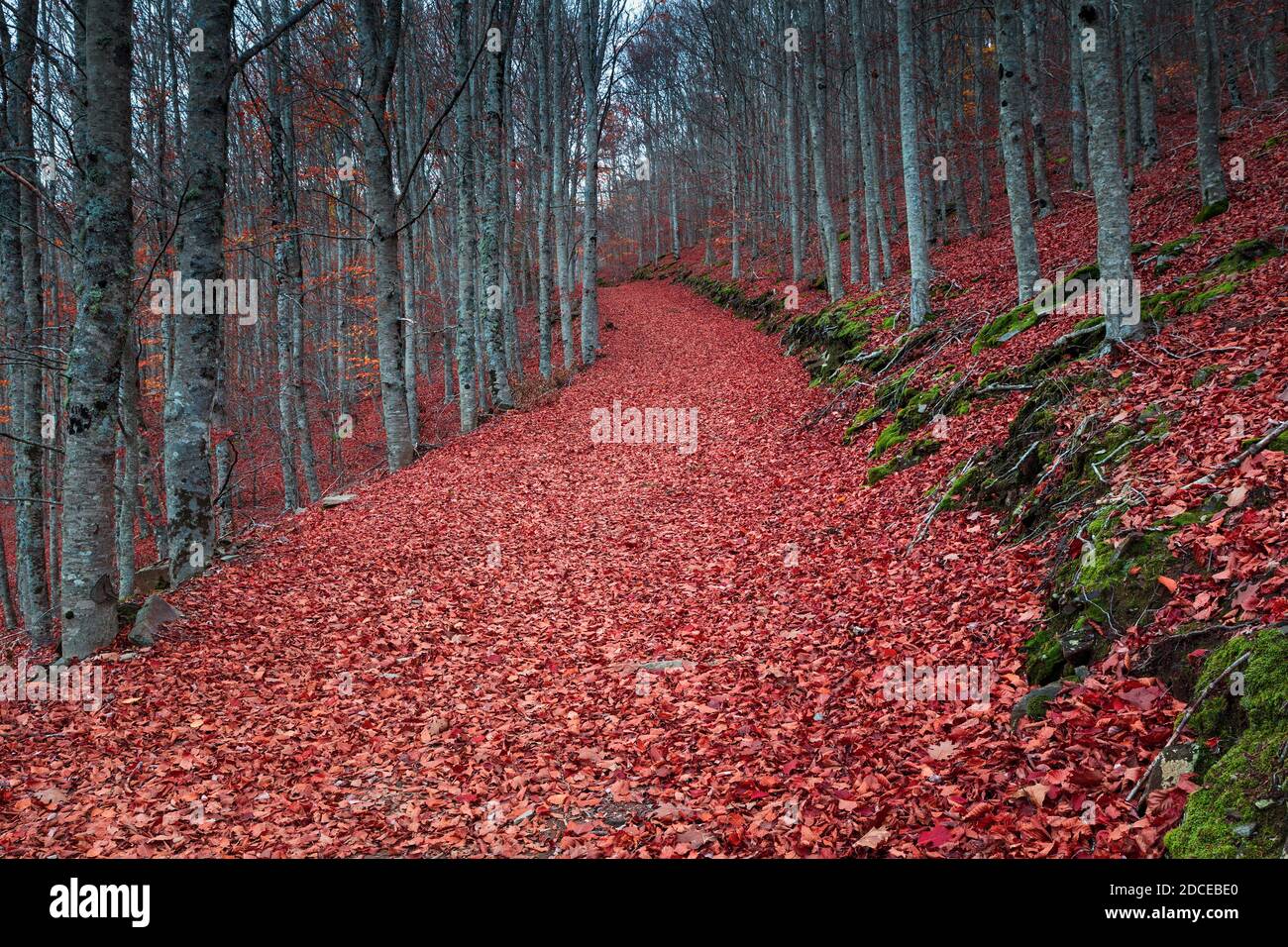 Colorful Autumn forest path with beech trees at Manteigas - Serra da ...