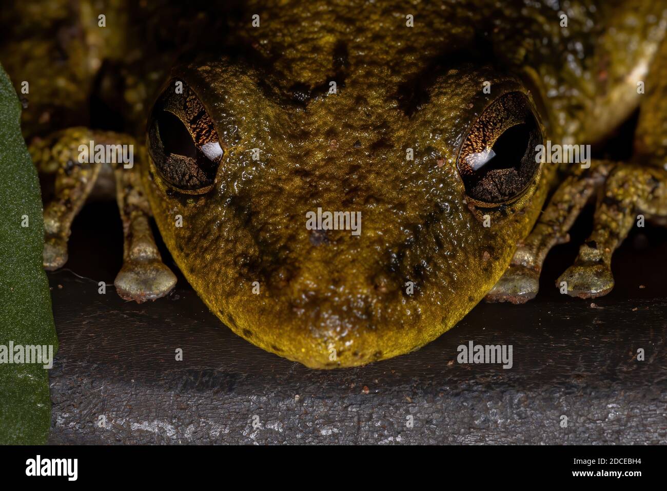 Fuscous-blotched Snouted Tree Frog of the species Scinax fuscovarius ...