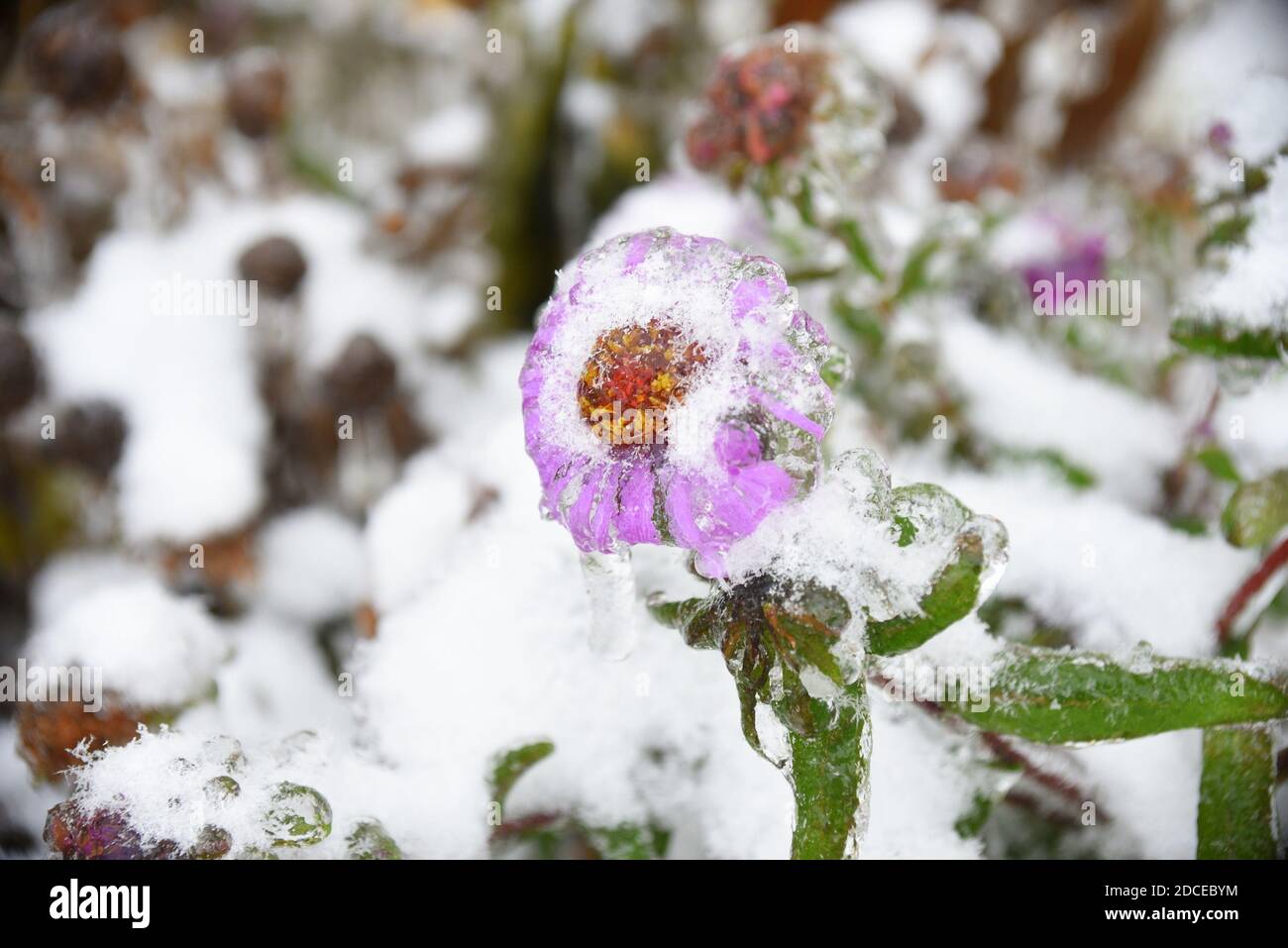 Frosty winter flower garden hi-res stock photography and images - Alamy