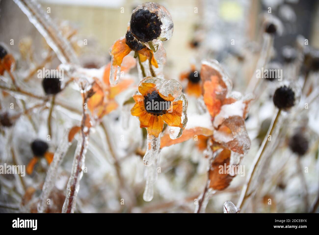 Frosted orange flower with snow and ice. Russian winter Stock Photo - Alamy