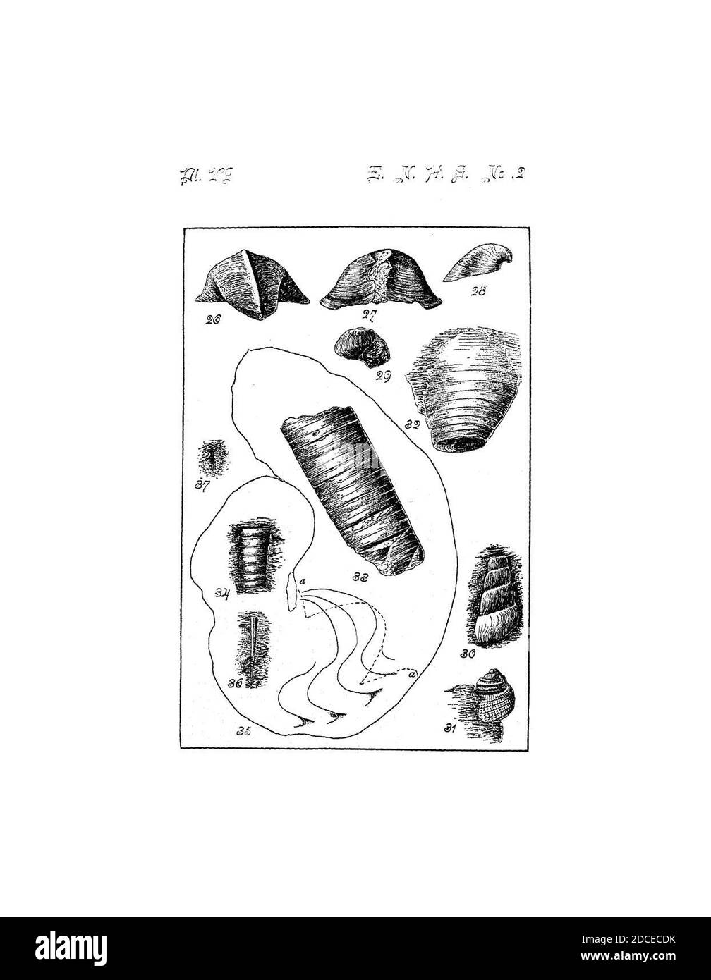 Key to the upper Devonian of southern New York (Page Plate VI Stock ...