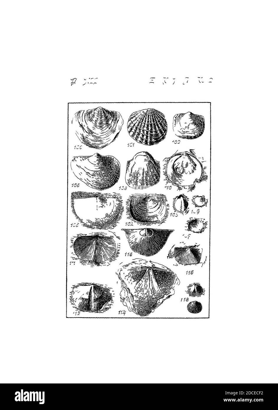 Key to the upper Devonian of southern New York (Page Plate XII Stock ...